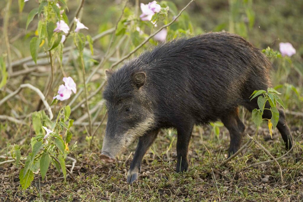 White-lipped Peccary (Tayassu pecari) - Know Your Mammals