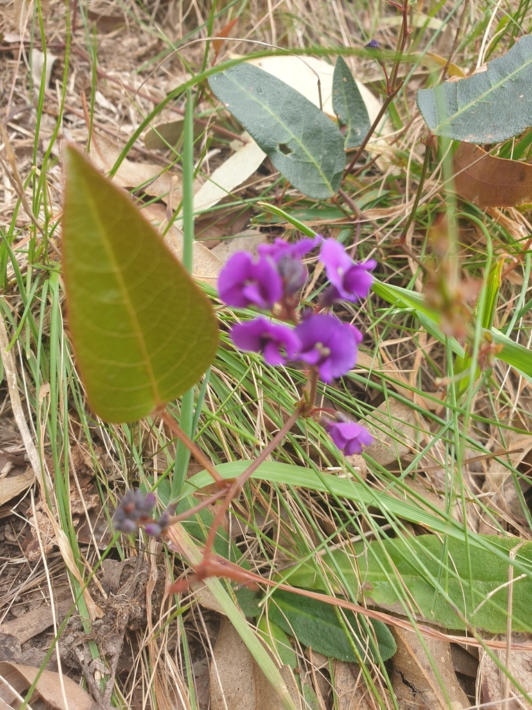 Hardenbergia violacea - The Missing Library