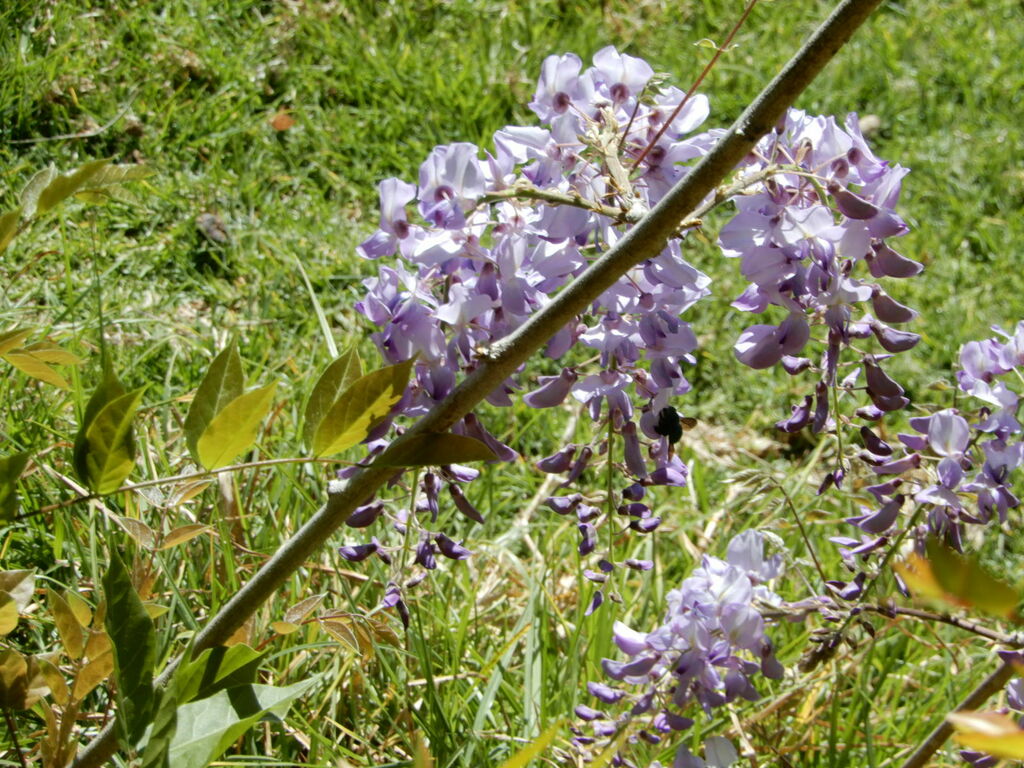 Chinese wisteria from Upper Tooloom NSW 2475, Australia on September 19 ...