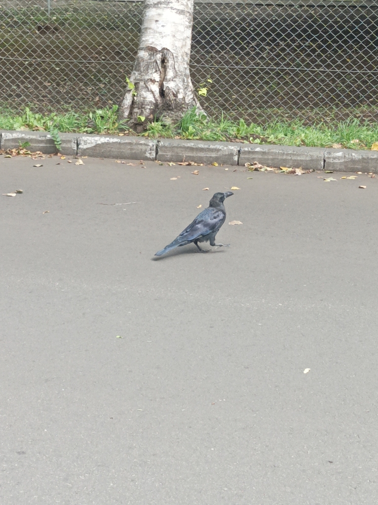 Japanese Crow from 060-0818, Japan on September 20, 2023 at 12:04 PM by ...
