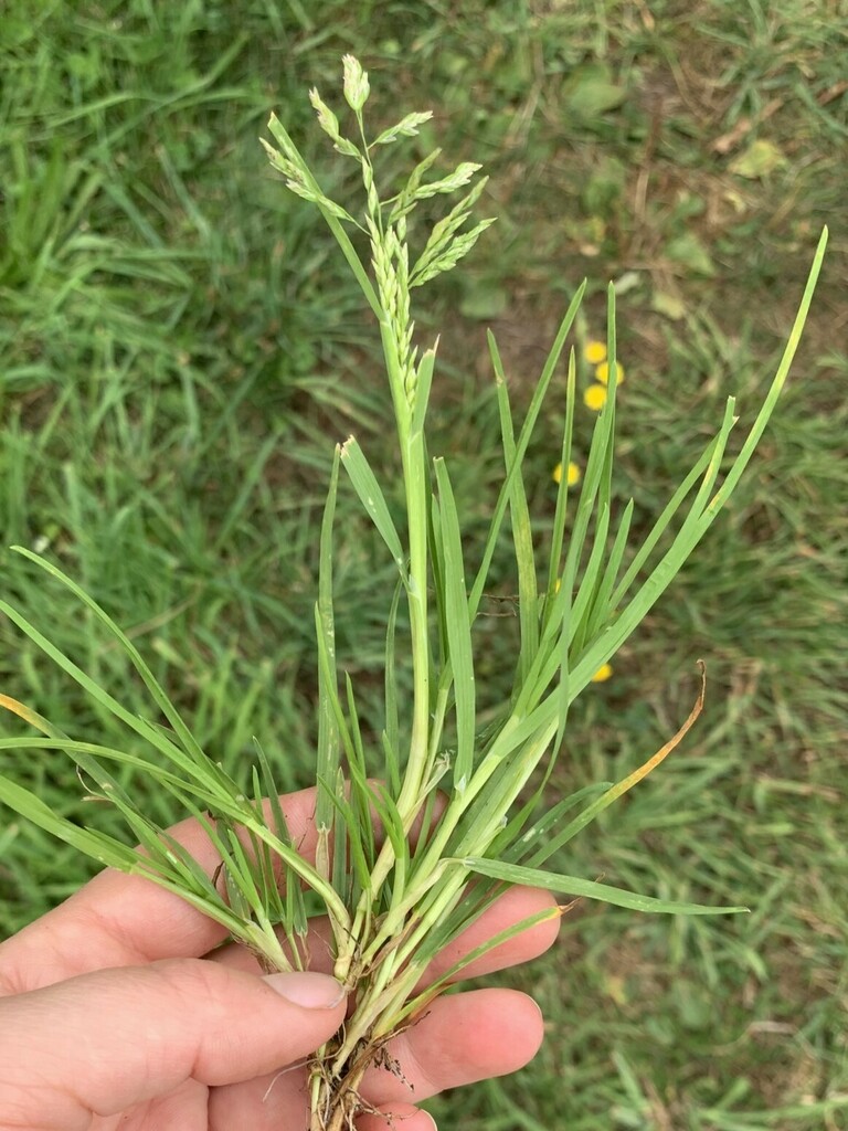 Annual Meadow-grass (Common Iowa Weeds) · iNaturalist