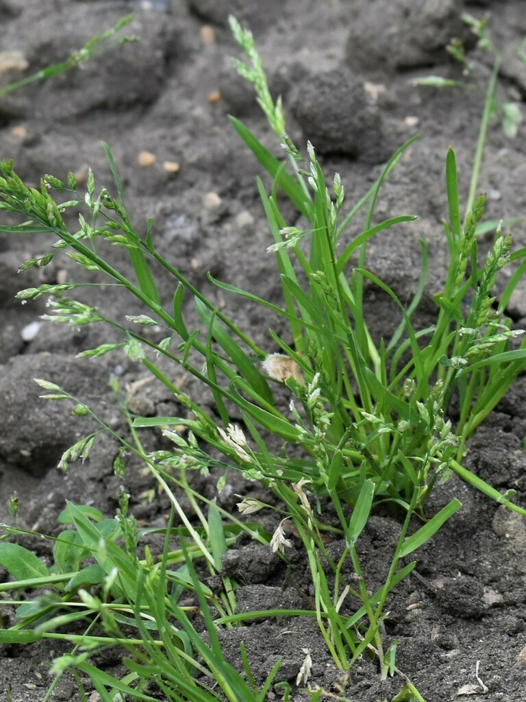 Annual Meadow-grass (Common Iowa Weeds) · iNaturalist