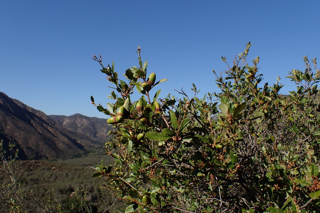 California scrub oak from Cleveland National Forest, Murrieta, CA, US ...