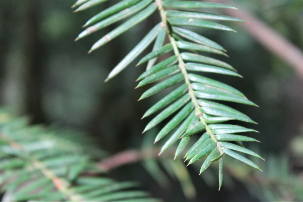 California torreya from Mt Tamalpais, California 94941, USA on ...