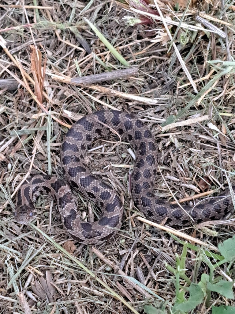 Prairie Kingsnake from Walnut, KS, USA on September 19, 2023 at 06:00 ...