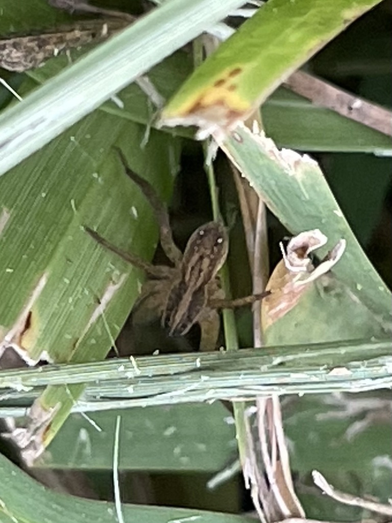 Rustic Wolf Spider from Ringling College of Art and Design, Sarasota ...