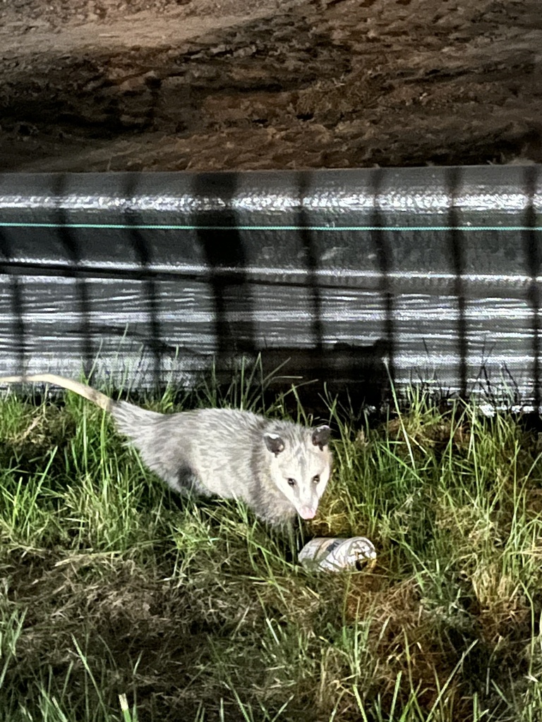 Virginia Opossum from Hill St, Ann Arbor, MI, US on September 19, 2023 ...