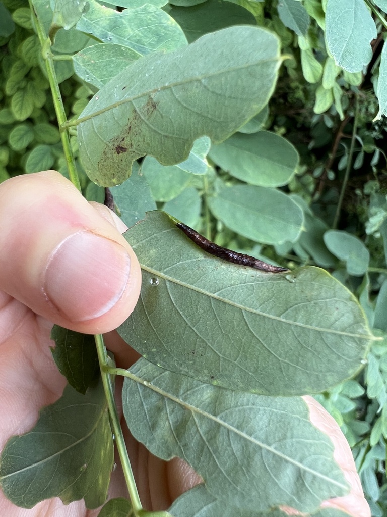 locust gall midge from Metropolitan Branch Trail, Washington, DC, US on ...
