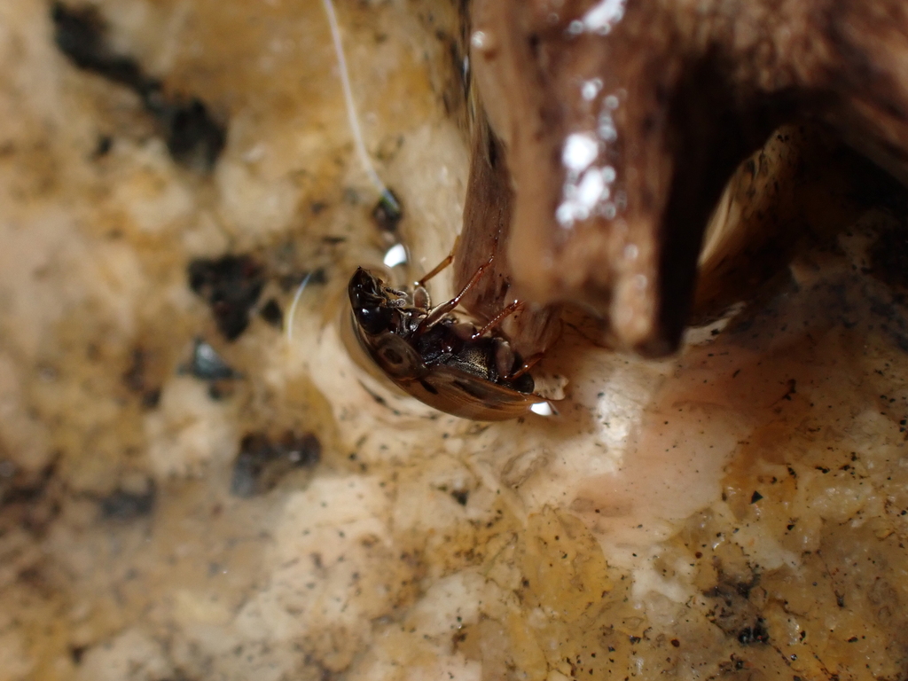 Enochrus simulans from 日本、大阪府 on August 18, 2023 at 04:49 AM by へまとん ...