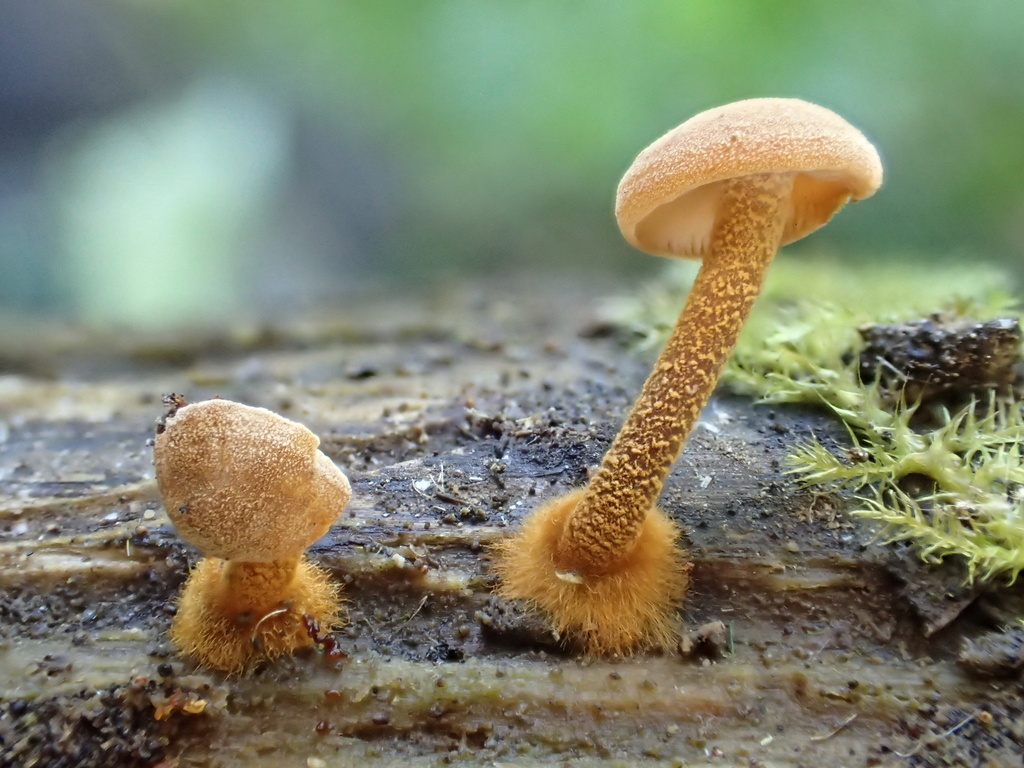 Heimiomyces from Marin Municipal Water District Watershed, Marin County ...