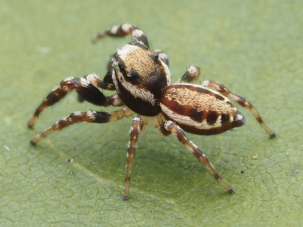 Common White-cheeked Jumping Spider (Casa Tortuga) · iNaturalist