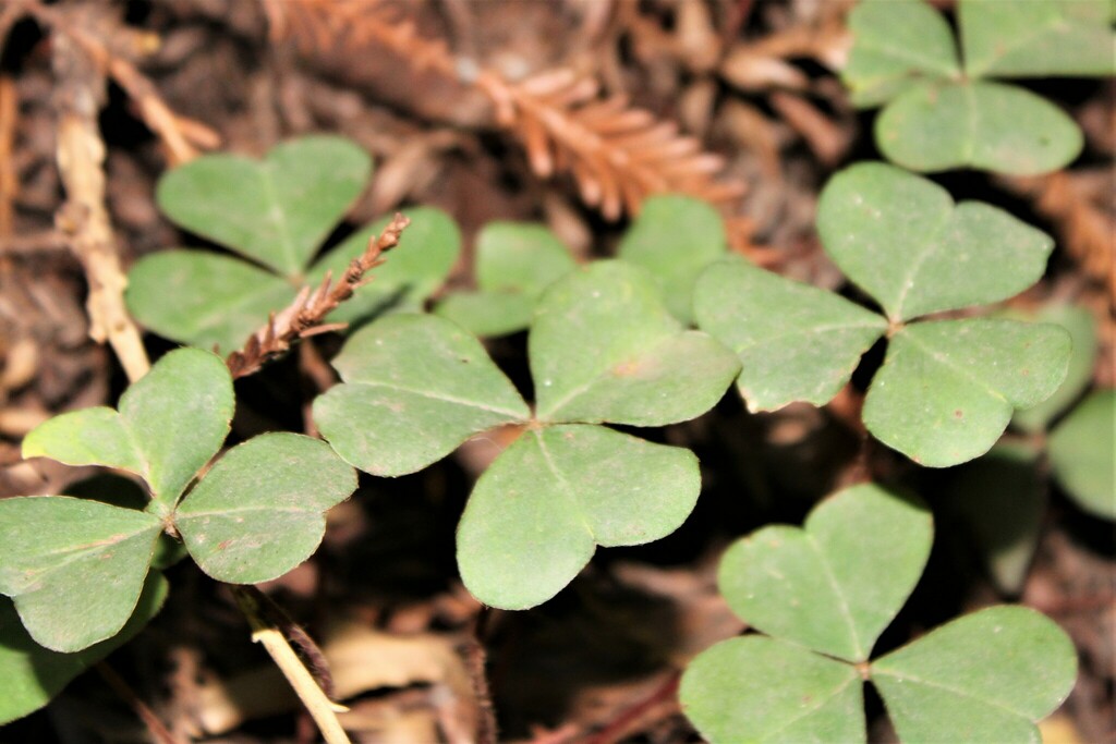 redwood sorrel from Mt Tamalpais, California 94941, USA on September 18 ...