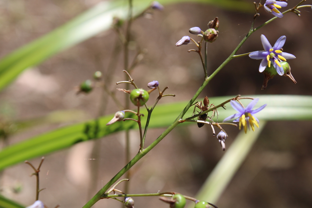 Variable Lynx Spider from Smiths Lake NSW 2428, Australia on September 20, 2023 at 10:10 AM by ...