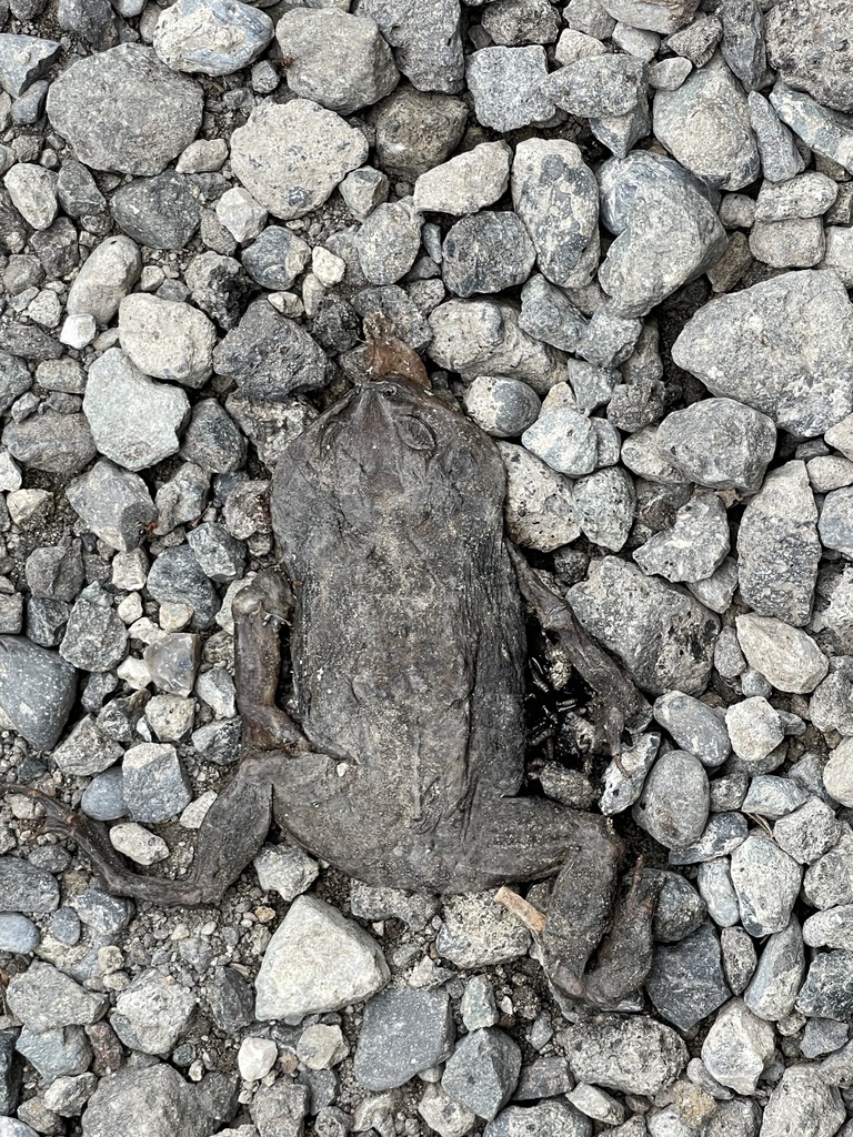 Eastern-Japanese Common Toad from Fuji-Hakone-Izu National Park, Miyake ...