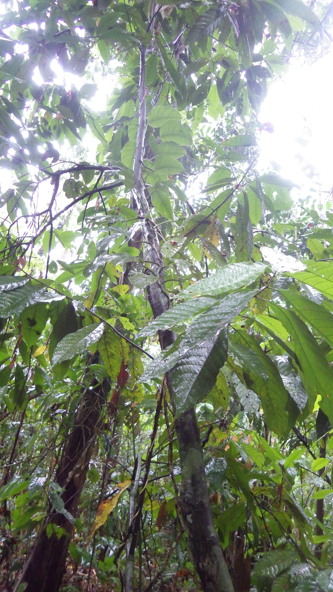 Virola guatemalensis (Hemsl.) Warb.