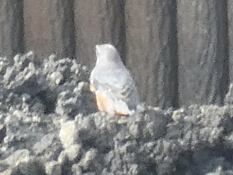 Blue Rock-Thrush from Fuji-Hakone-Izu National Park, Miyake, Miyakejima ...