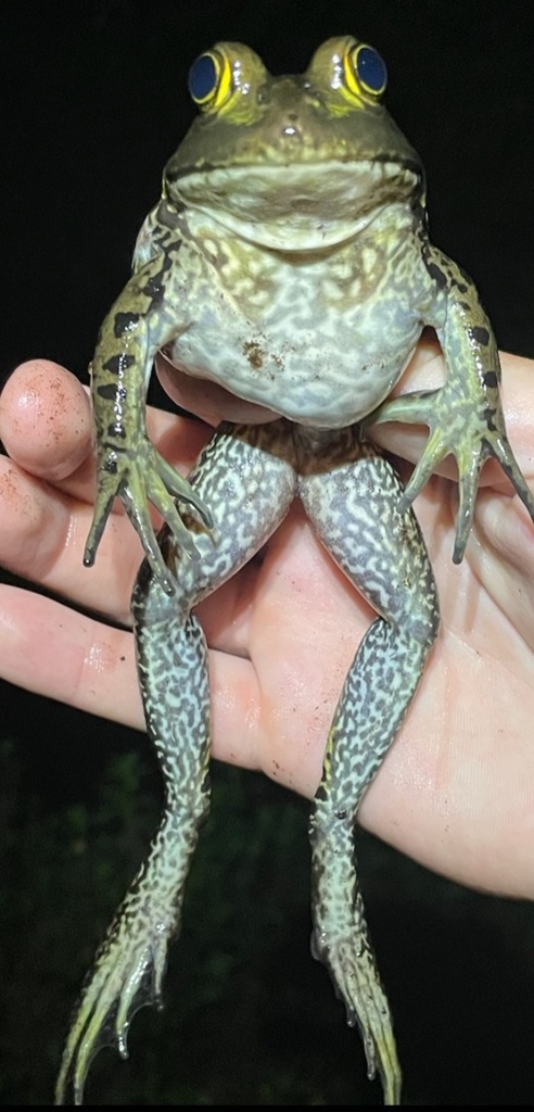 American Bullfrog from Six Rivers National Forest, California on April ...