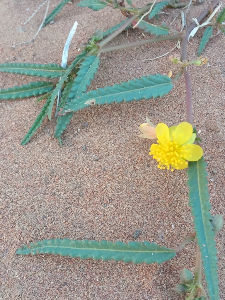 Gusha from Intaba-Indle Wilderness Estate, Bela-Bela, South Africa on ...