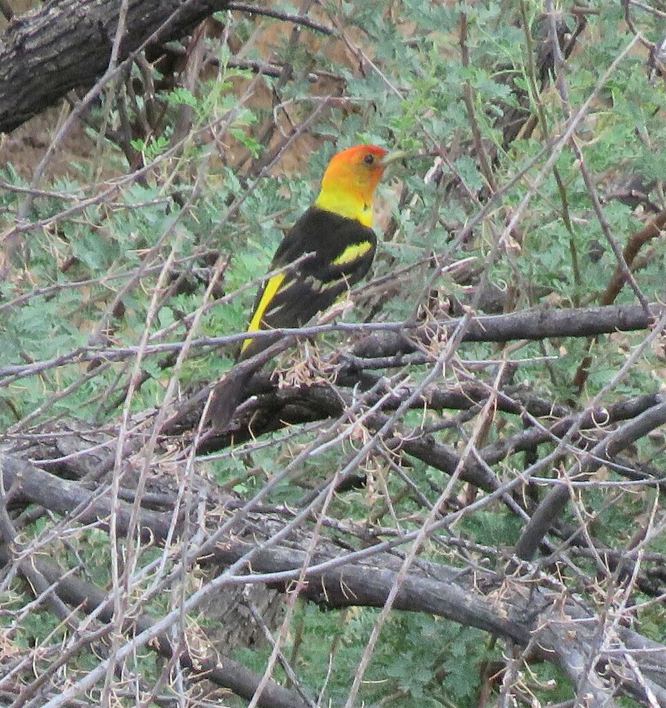 Western Tanager from Pima County, AZ, USA on July 19, 2021 at 06:00 PM ...