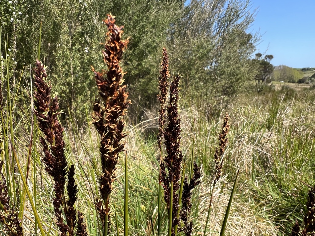 Pakihi Rush (Machaerina teretifolia) - Botanical Realm