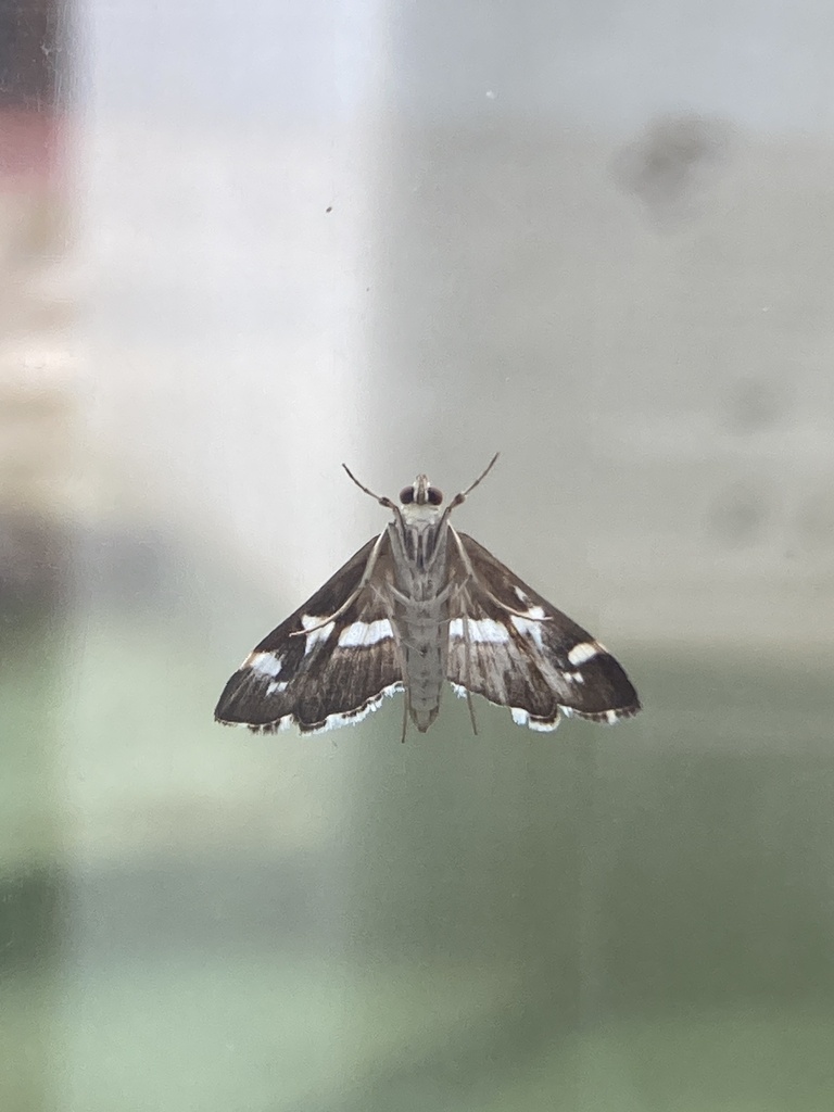 Hawaiian Beet Webworm Moth from 上野動物園, 台東区, 東京都, JP on September 20 ...