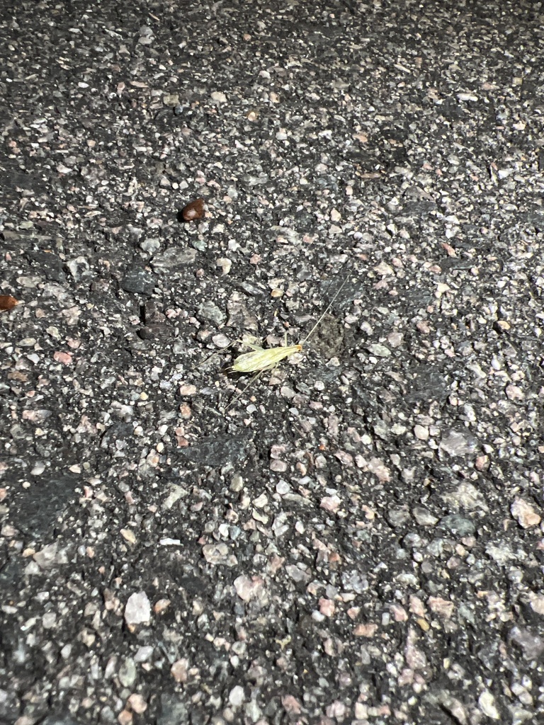 Common Tree Crickets from Boston College, Newton, MA, US on September ...