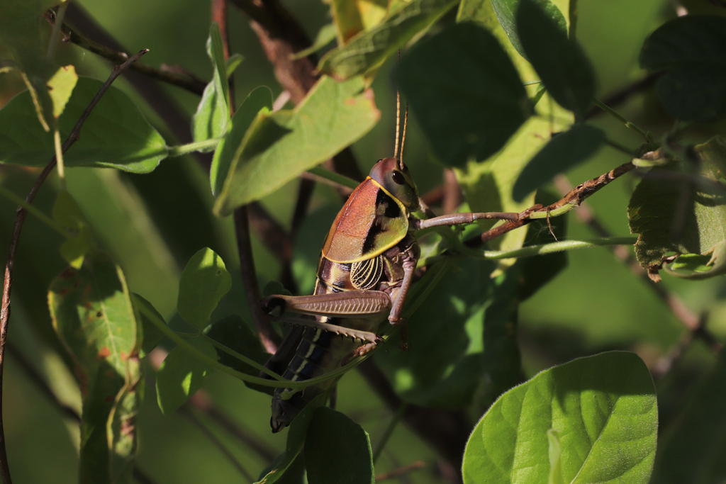 Brachystola behrensii from San Ignacio, Sin., México on September 9 ...