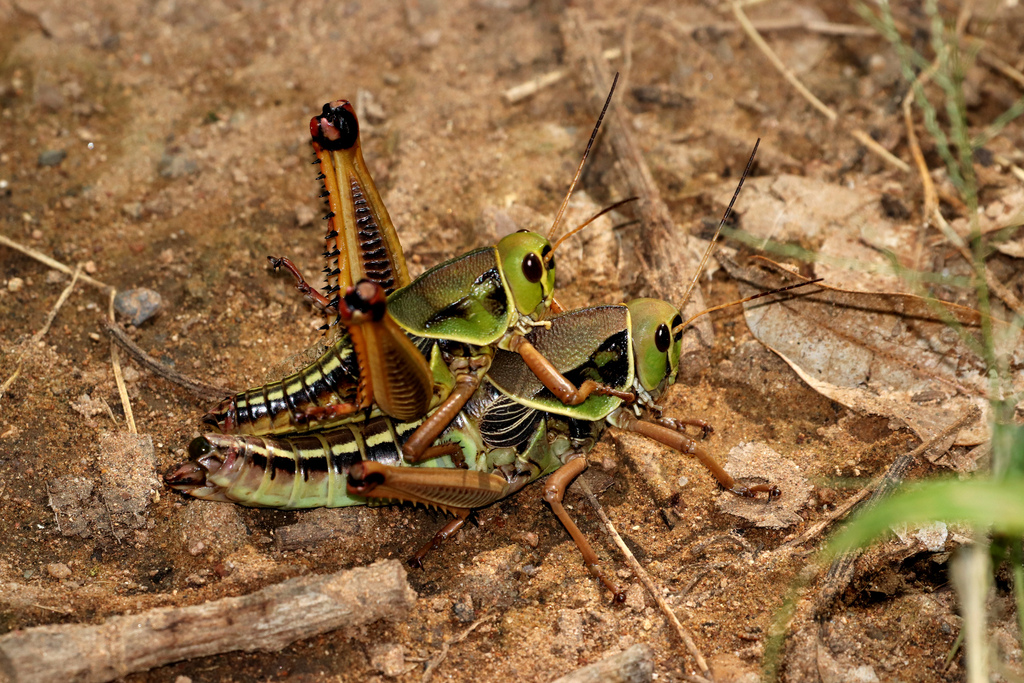 Brachystola behrensii from Rosario, Sin., México on September 16, 2023 ...