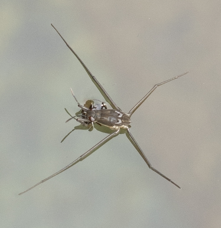 Water Striders from 104-0052, Japan on September 20, 2023 at 12:01 PM by ant1776 · iNaturalist