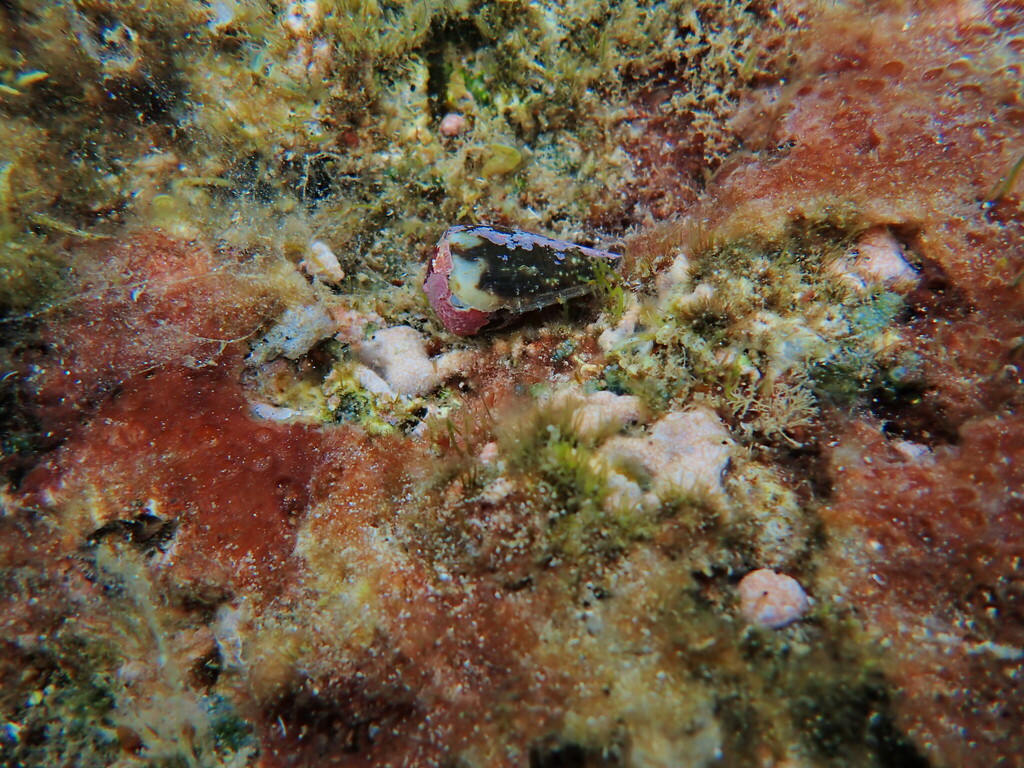 Rat Cone from Hilo, HI 96720, USA on September 18, 2023 at 07:46 AM by ...