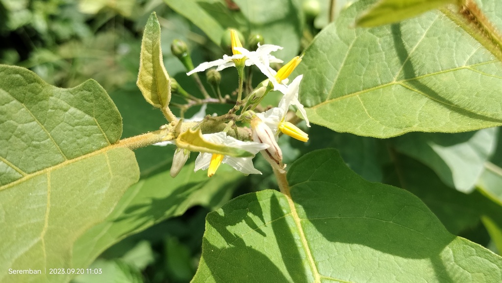 Turkey Berry from Labu, Negeri Sembilan, Malaysia on September 20, 2023 ...