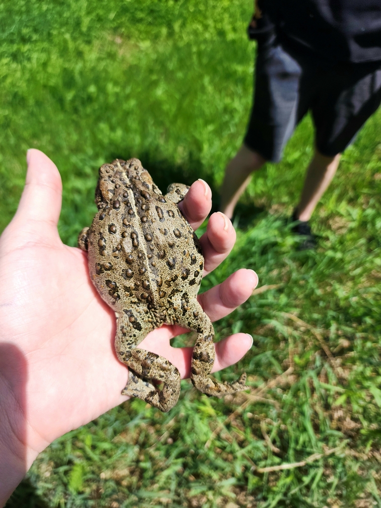 Western Toad in May 2023 by wingdings · iNaturalist