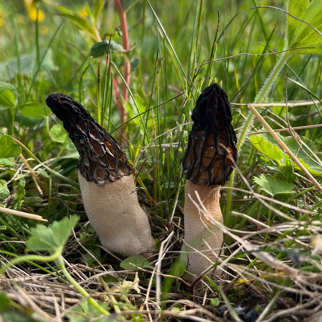 Section Morchella from Berg Municipality, Sweden on June 19, 2023 at 09 ...