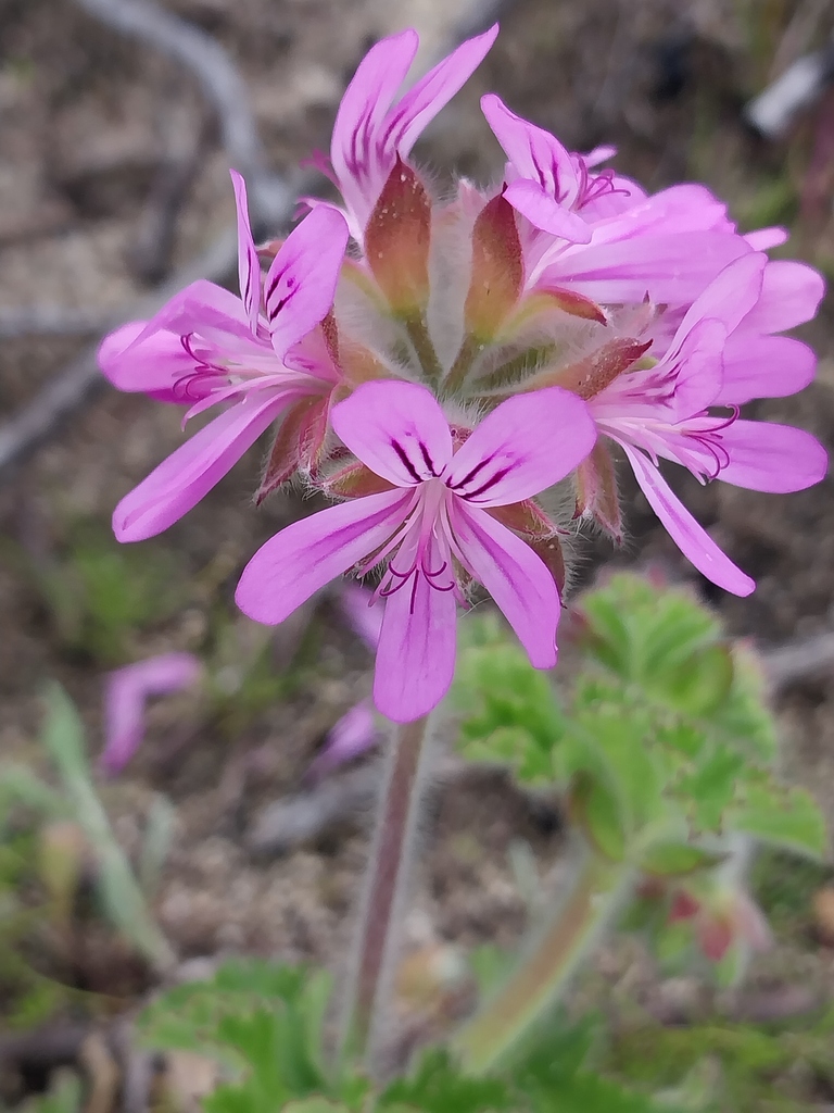 rose-scented geranium from Cape Winelands District Municipality, South ...