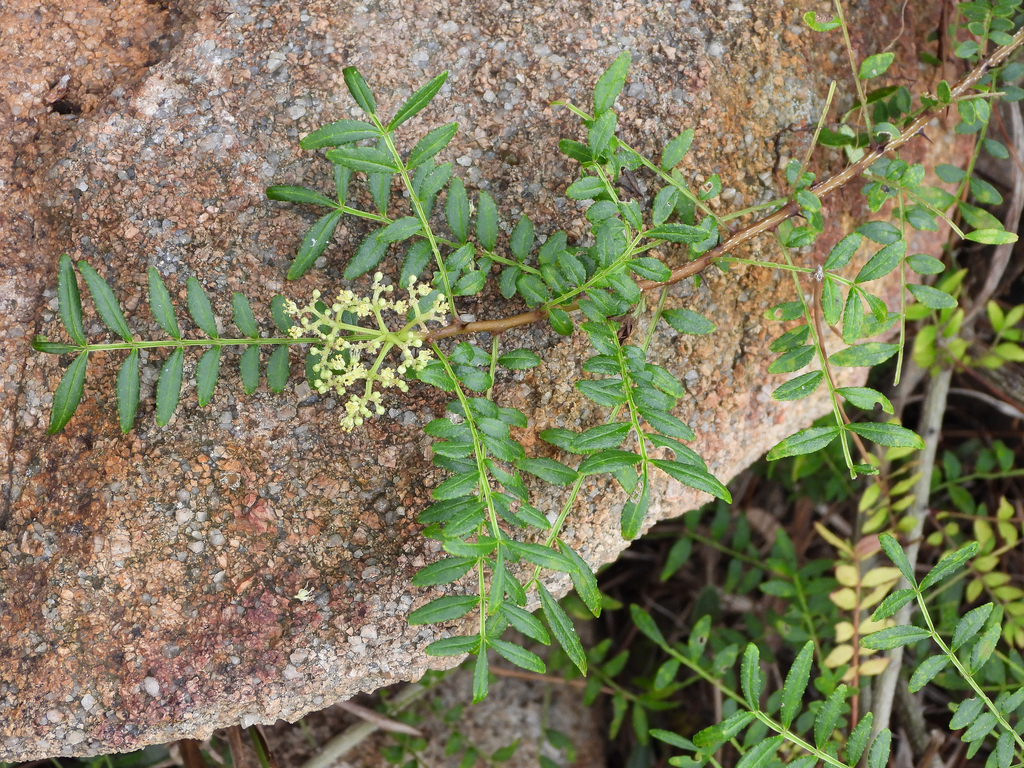 Mastic-leaf prickly ash from Laoshan District, Qingdao, Shandong, China ...