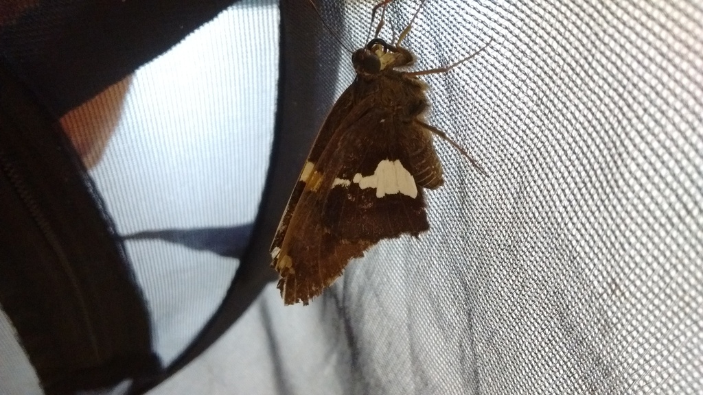 Silver-spotted Skipper from Iowa State University Animal Science ...