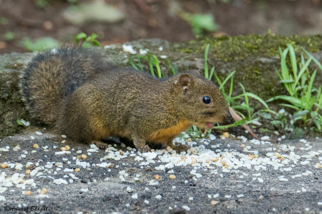 Red-cheeked Squirrels (Dremomys) - Know Your Mammals