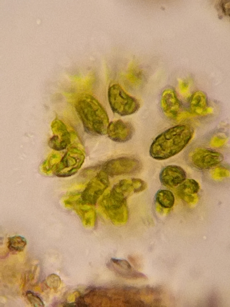 Dimorphococcus lunatus from Grahamstown, Makhanda, 6139, South Africa ...