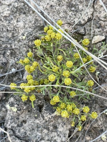 Angianthus conocephalus · iNaturalist