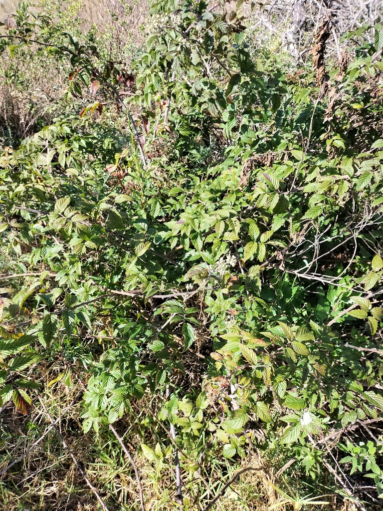 South African Raspberry from Cape Agulhas Municipality, South Africa on ...