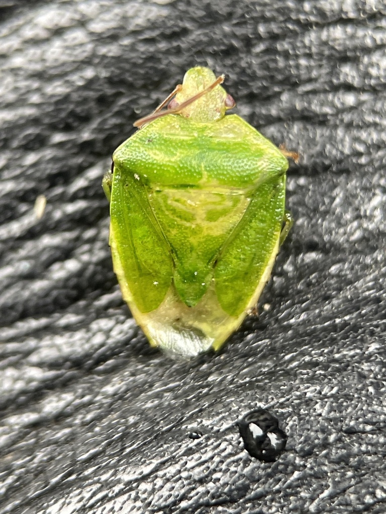 Green potato bug from Boundary Tk E, Frankston South, VIC, AU on ...