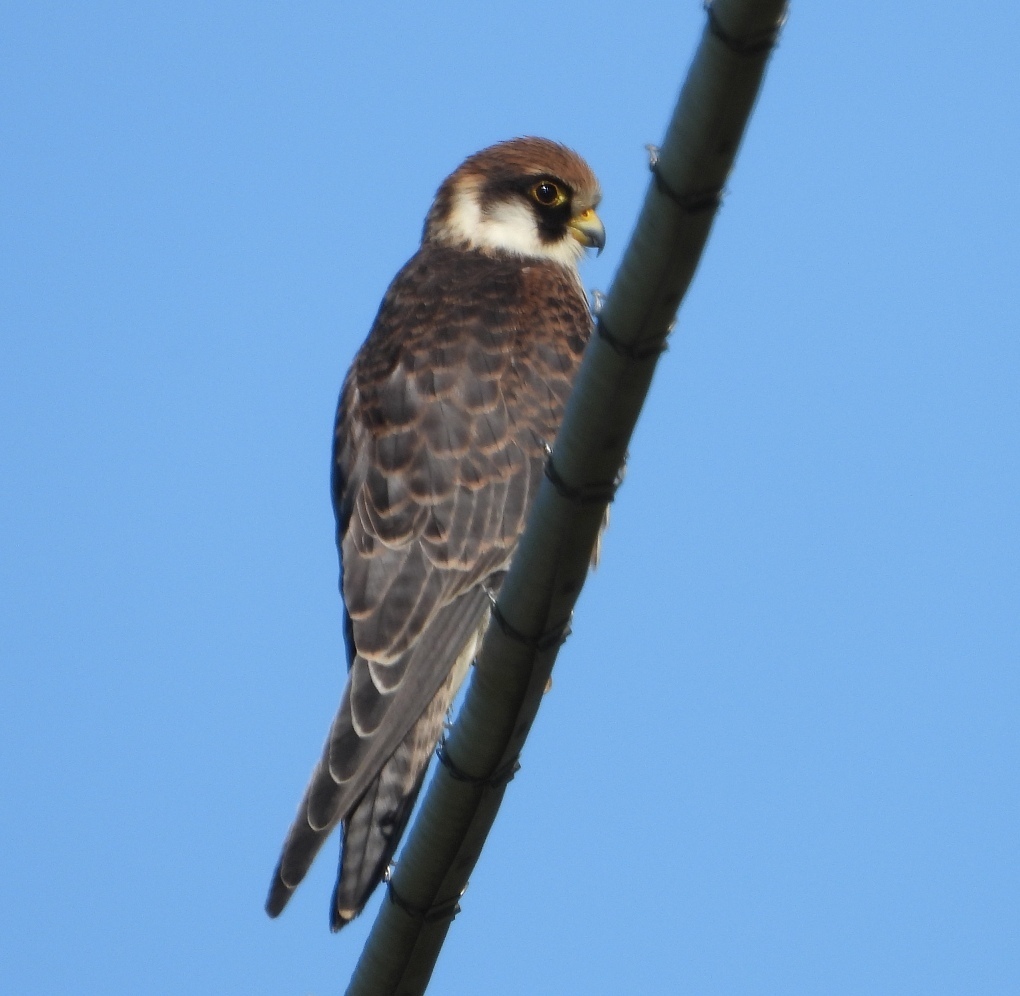 Red-footed Falcon in September 2023 by Elio Giacone. Falco cuculo ...