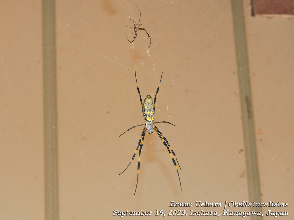 Joro Spider from Oyama, Isehara, Kanagawa 259-1107, Japão on September ...