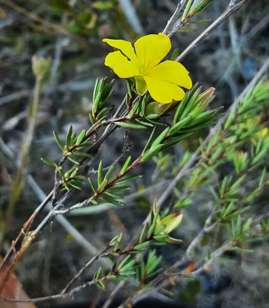 Hibbertia pustulata from Gardens of Stone SCA, Newnes Plateau NSW 2790 ...