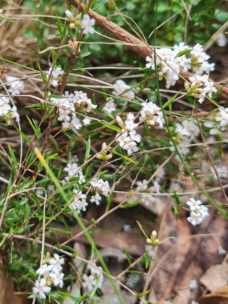 common beard-heath from Creswick VIC 3363, Australia on September 19 ...