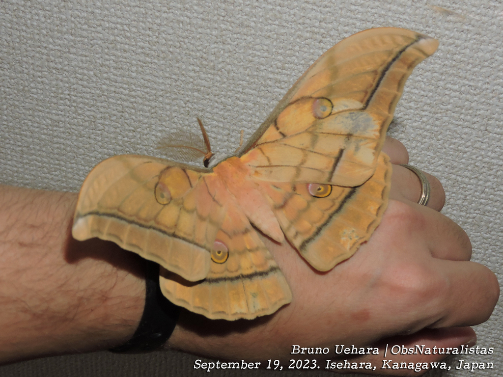 Japanese Silk Moth from Oyama, Isehara, Kanagawa 259-1107, Japão on ...