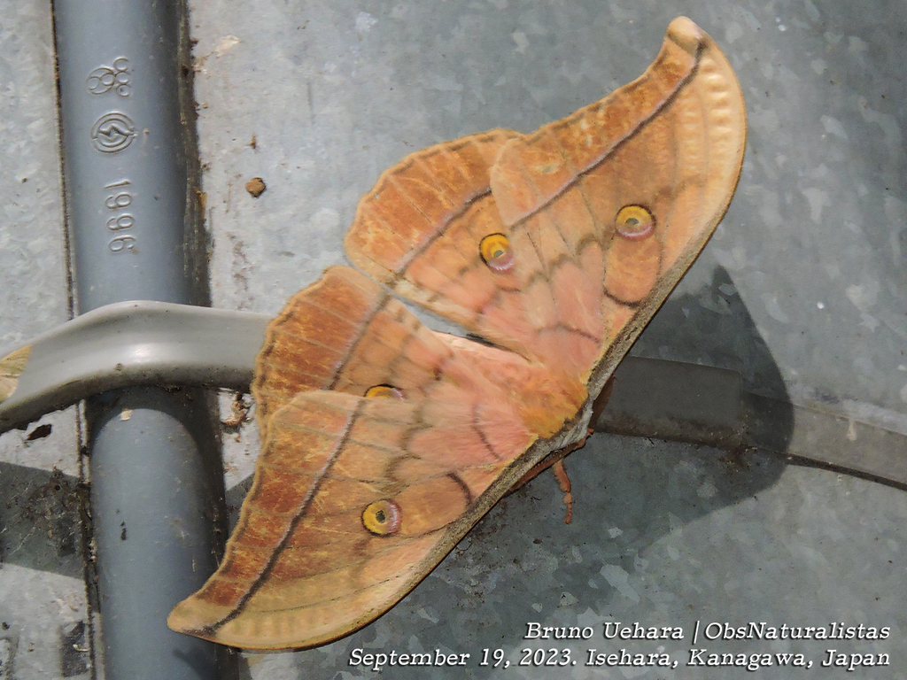 Japanese Silk Moth from Oyama, Isehara, Kanagawa 259-1107, Japão on ...