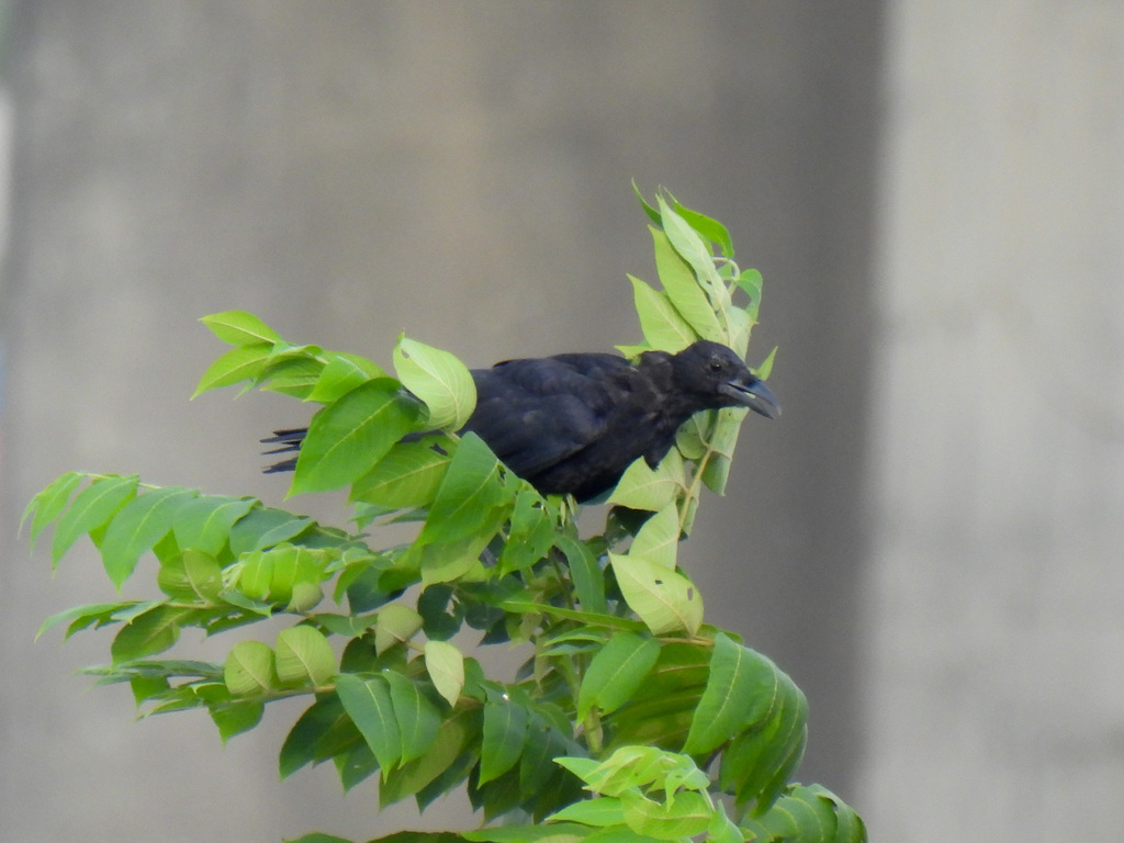 Carrion Crow from Takatsu Ward, Kawasaki, Kanagawa, Japan on September ...