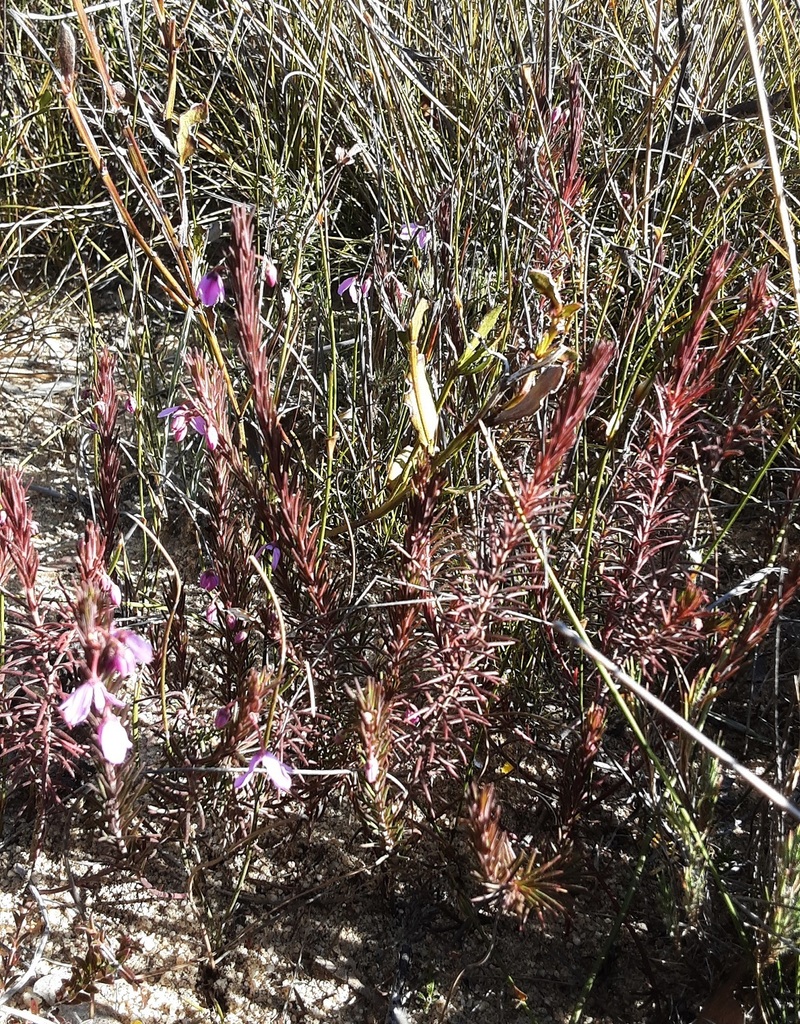 Tetratheca rupicola from Gardens of Stone SCA, Newnes Plateau NSW 2790 ...