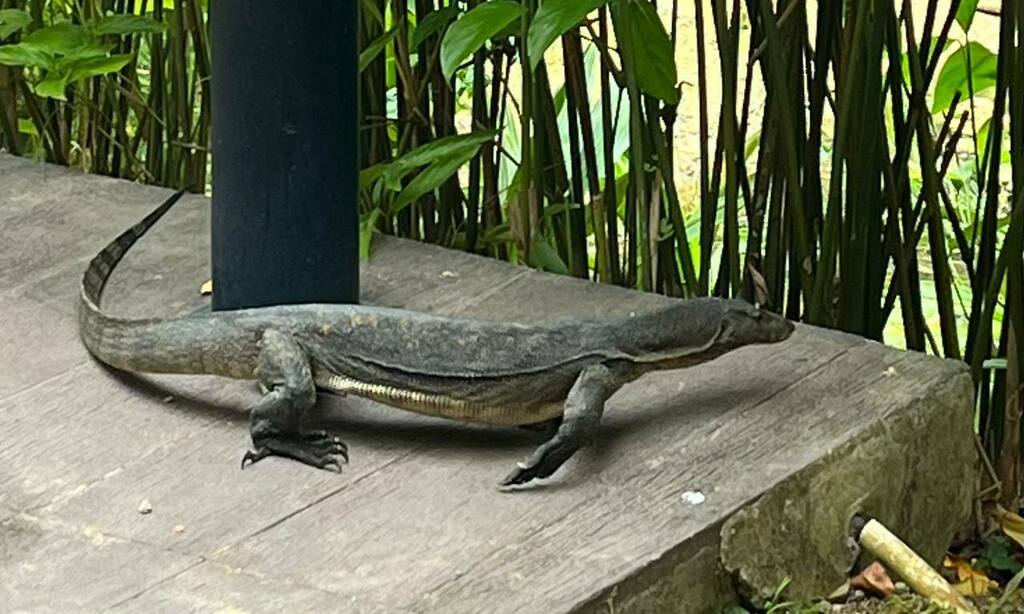 Southeast Asian Water Monitor from 25 Lower Kent Ridge Rd, Singapore ...
